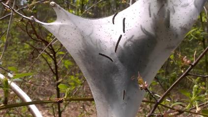 Now is the time to take action on Gypsy moths | Township Of King